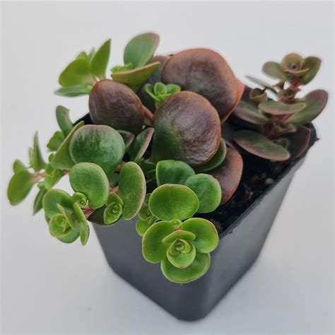 Sedum Makinoi Tundra Tornado John And Normas Succulents John And Norma