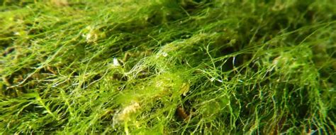 Different Types Of Pond Algae With Pictures Aqua Movement