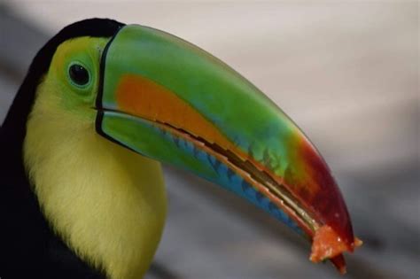 National Aviary