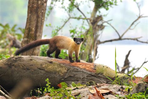 15 Arunachal Pradesh Tour Packages Get Upto 40 Off