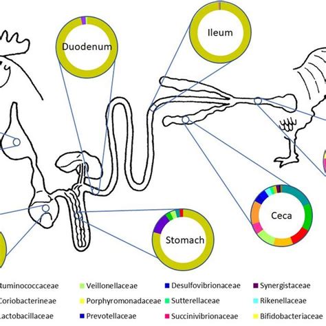 Phylogenetic Distribution Of Bacterial Families In Different Git Download Scientific Diagram