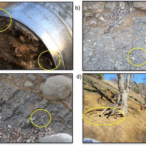 Yellow Circles Highlight Roots In Fractured Bedrock A Roots In Download Scientific Diagram