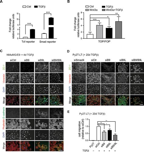 Canonical Bcl9bcl9l Dependent Wnt Signaling During Tgfβ Induced Emt A