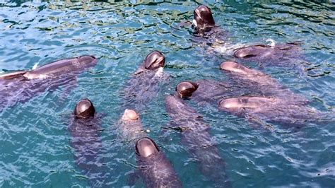 Pilot Whales At Flamborough Monitored Over Stranding Fears Bbc News