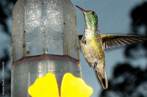 O beija flor tesoura verde é uma ave que pode medir aproximadamente 10