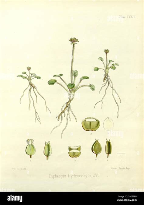 The Botany Of The Antarctic Voyage Of Hm Discovery Ships Erebus