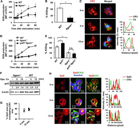 Gal3 Negatively Regulates Complement Receptor 3 Cr3 Mediated Download Scientific Diagram