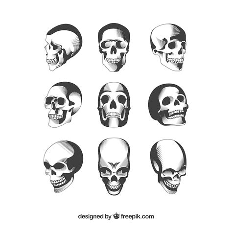 두개골 일러스트 벡터 Freepik에서 무료 고품질 벡터를 다운로드하세요 Freepik