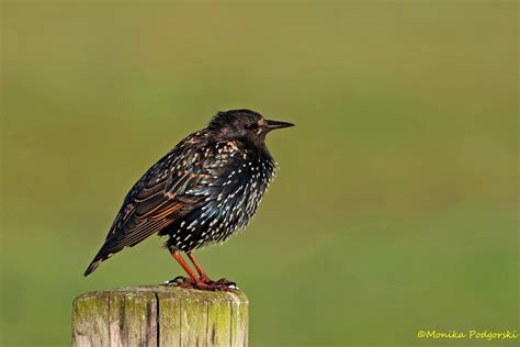 Star | Star (Sturnus vulgaris) (c) Monika Podgorski | NABU|naturgucker ...