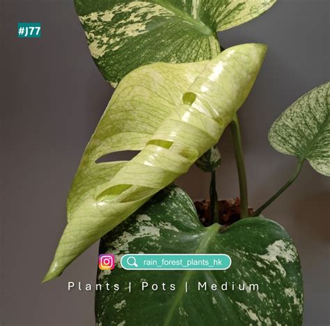 白怪獸龜背竹 薄荷龜背竹 焦糖布丁龜背竹 鵝錦 火之戒蔓綠絨 火鶴后花燭 琴葉榕 黃龜背竹 銅鑼燒花燭 傢俬＆家居 園藝 植物及種子 Carousell