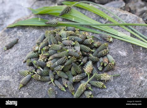 Spitzwegerich Knospen Spitzwegerich Knospe Spitzwegerichknospen