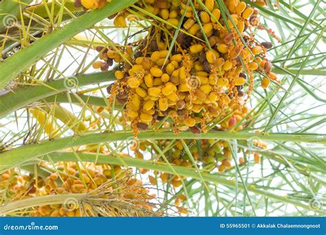 Palm Seed On Palm Tree Stock Image Image Of Leafs Forest 55965501
