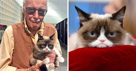 Internet Legend Grumpy Cat Dies Aged 7
