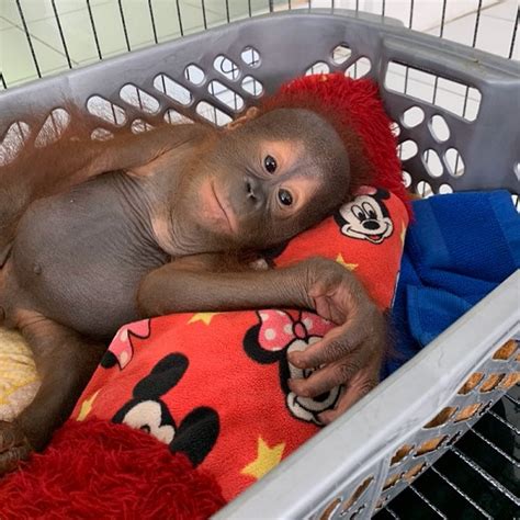 Orangutan Project On Twitter It Is Exhausting Being A Baby Orangutan Babe Harapi Has Been