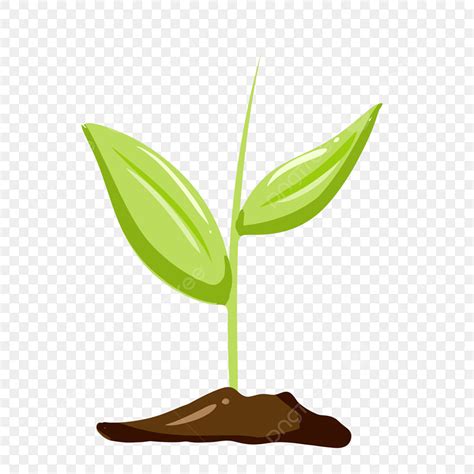 신진 새싹 일러스트 식물 토양 식물 클립 아트 싹이 트다 손으로 그린 Png 일러스트 및 Psd 이미지 무료 다운로드