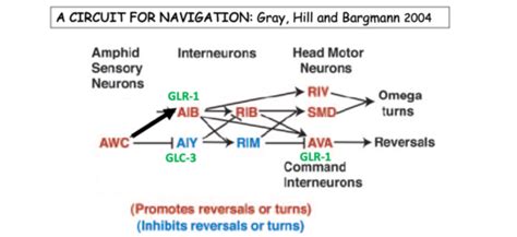 Context And Temporal Dependent Behaviour Flashcards Quizlet
