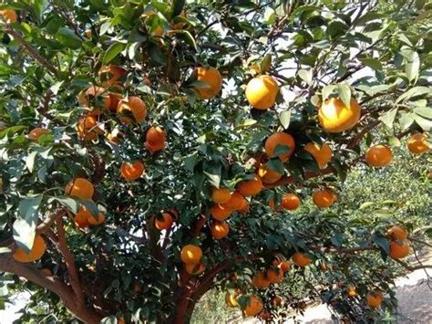 Kinnow in Abohar कनन अबहर Latest Price Mandi Rates from Dealers in Abohar