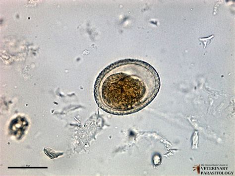 Toxocara Sp Roundworms Monster Hunters Guide To Veterinary Parasitology