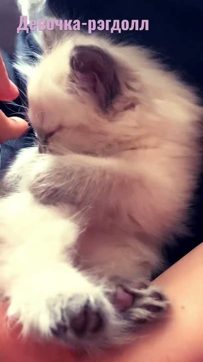 Котёнок рэгдолл 🐱 Youtube