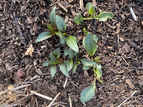 Seedling Identification Ecological Landscape Alliance