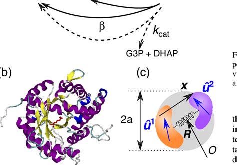 A Substrate Binding And Unbinding Drives A Stochastic Twostate