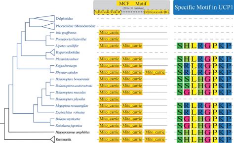 Conserved Mcf Motif And Ucp1 Specific Sequences Of The Cetacean Ucp1