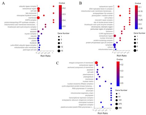 Transcriptome Analysis To Explore The Cause Of The Formation Of