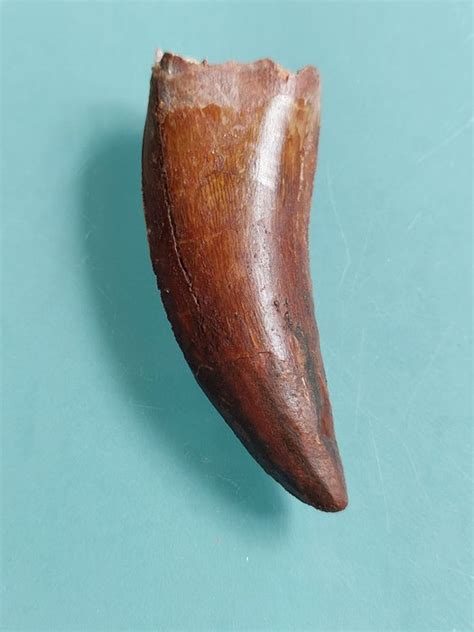 Dinosaur Fossil Tooth Carcharodontosaurus Saharicus Cm Catawiki