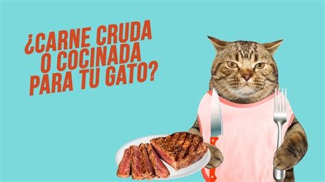 Puedes Alimentar A Los Perros Con Carne Cruda