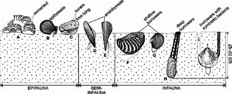 Early Cretaceous Bivalve Guilds From The Pilmatu ́ Member Of The Agrio