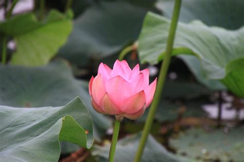 제주 연화못 연꽃이 가득한 제주도 가장 큰 봉천수 연못