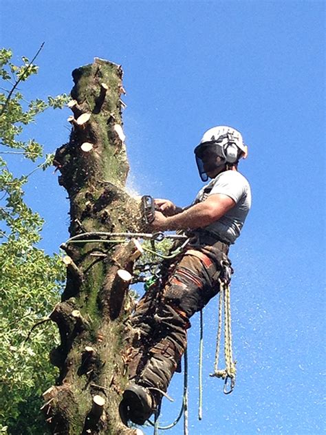 Tree Surgery Chris Wheatley Tree Surgery