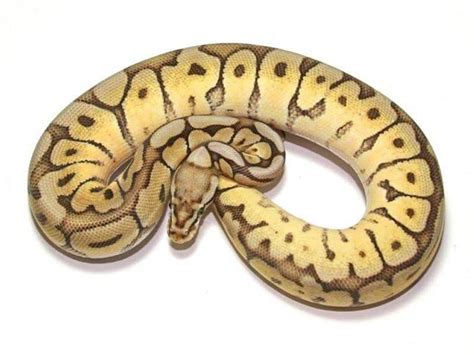 Spider Ball Python