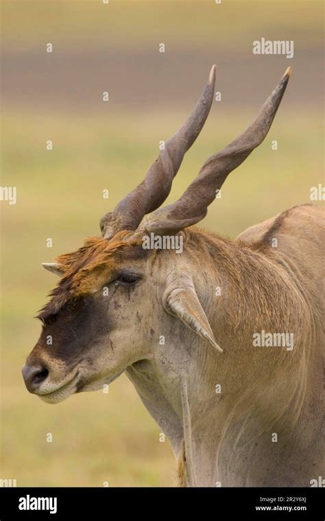 Eland Horns