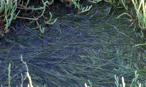 Chesapeake Bay Program