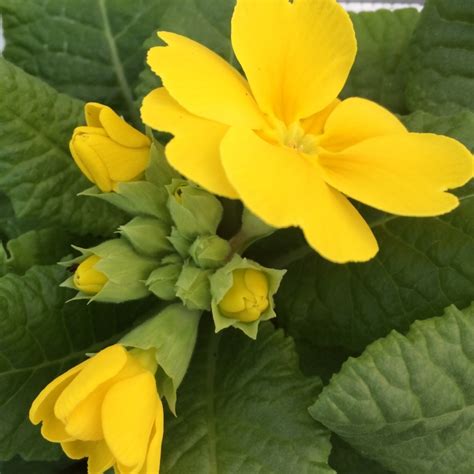 Polyanthus Yellow Jumbo Six Pack Stewarts Garden Centre