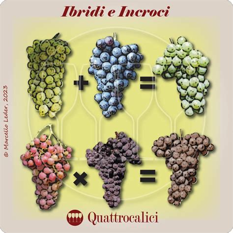Ibridi E Incroci Le Domande Sul Vino Quattrocalici