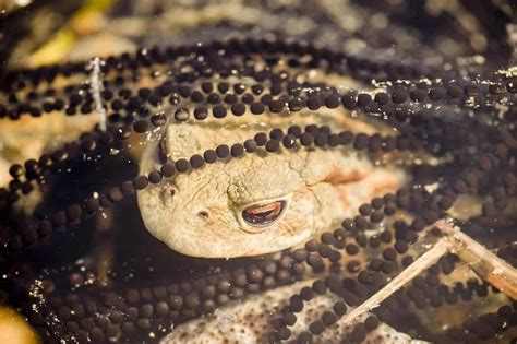 What Do Toad Eggs Look Like Amphipedia