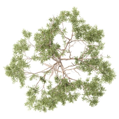 Tree Plan Pngs For Free Download