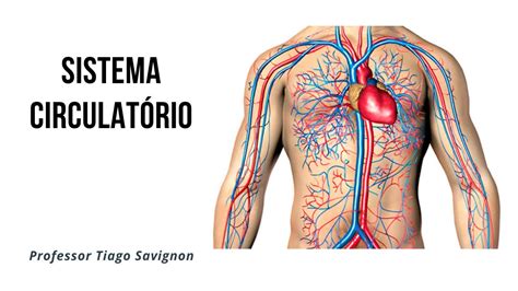 Introdu O Ao Sistema Circulat Rio Youtube
