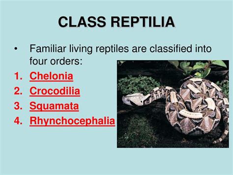 Ppt Class Reptilia Powerpoint Presentation Free Download Id6848950