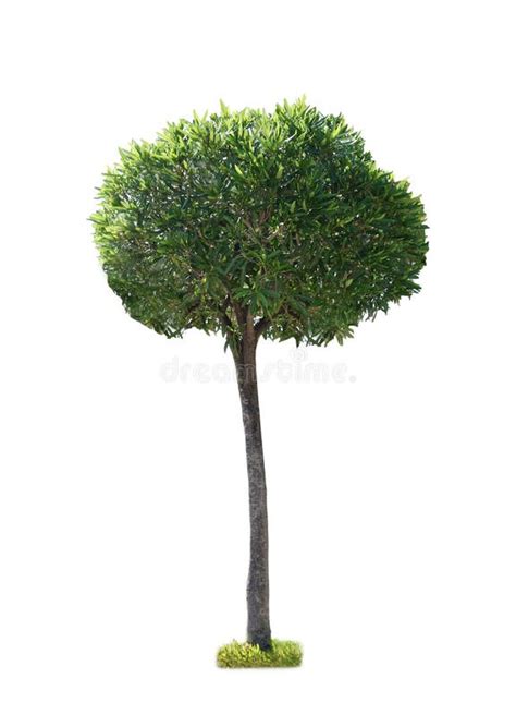 Small Tree Isolated On White Background Stock Image Image Of Season