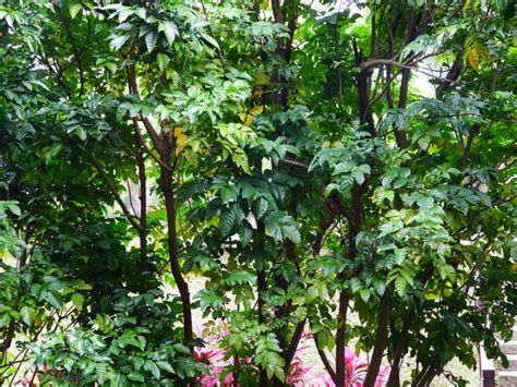 ต้นมะไฟจีน เกษตรตำบล ศูนย์รวมข้อมูลเกษตร พันธุ์ไม้ เมล็ดพันธุ์ ปุ๋ย เกษตรธรรมชาติ อัพเดด