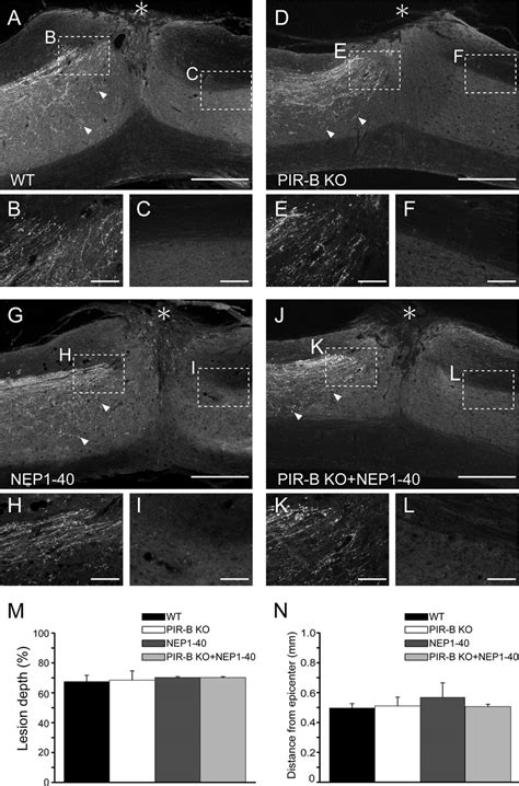 Axonal Regenerationsprouting Were Not Promoted In The Cst After Sci In