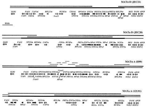 Mating Type Locus Of Cryptococcus Neoformans A Step In The Evolution Of Sex Chromosomes