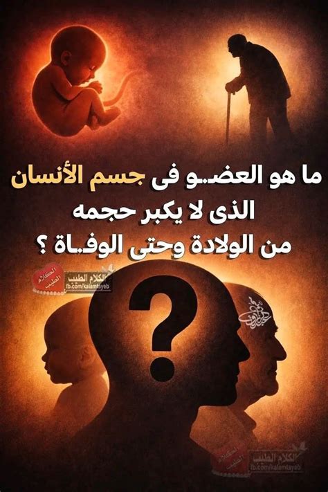ازواج ما هو العضــو فى جسم الأنسان الذى لا يكبر حجمه من الولادة وحتى