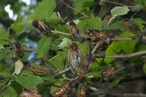 Billions Of Cicadas Emerging In Rare Us Event Twinkl Newsroom