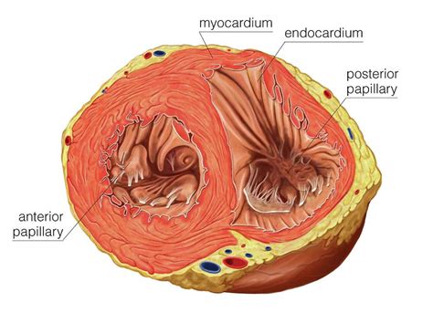 Myocardium Anatomy