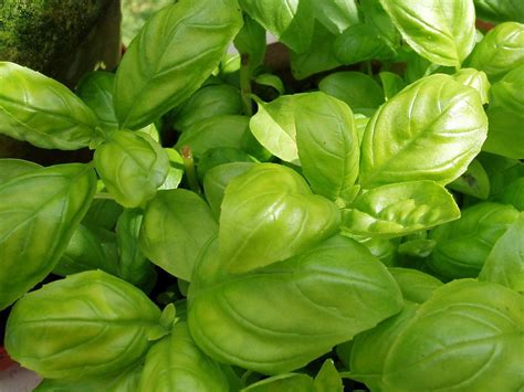 Basil Information And Facts Au