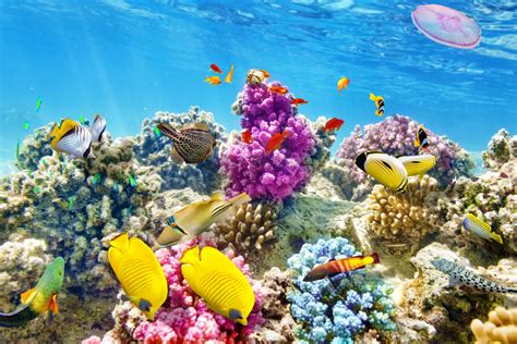 100 4k Ultra Hd Fish Wallpapers